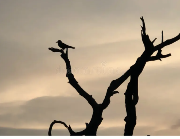 Remembering Partition – Everyday Muslim